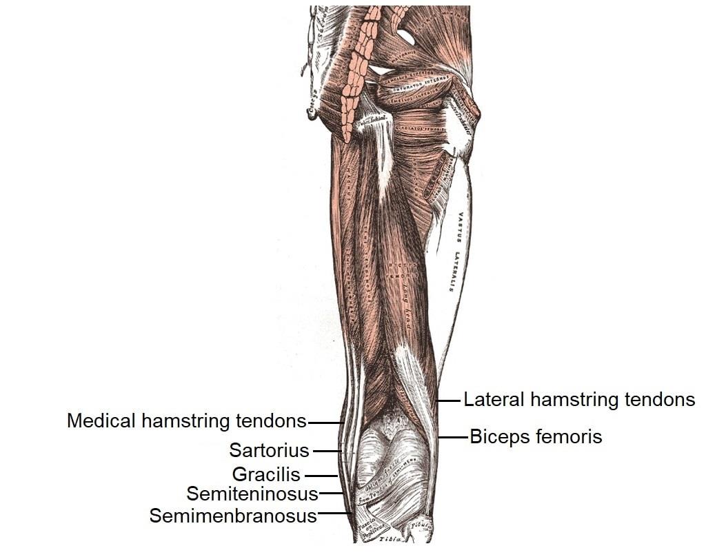 Thigh Injuries - Causes, Symptoms, and Treatment Methods | HPFY