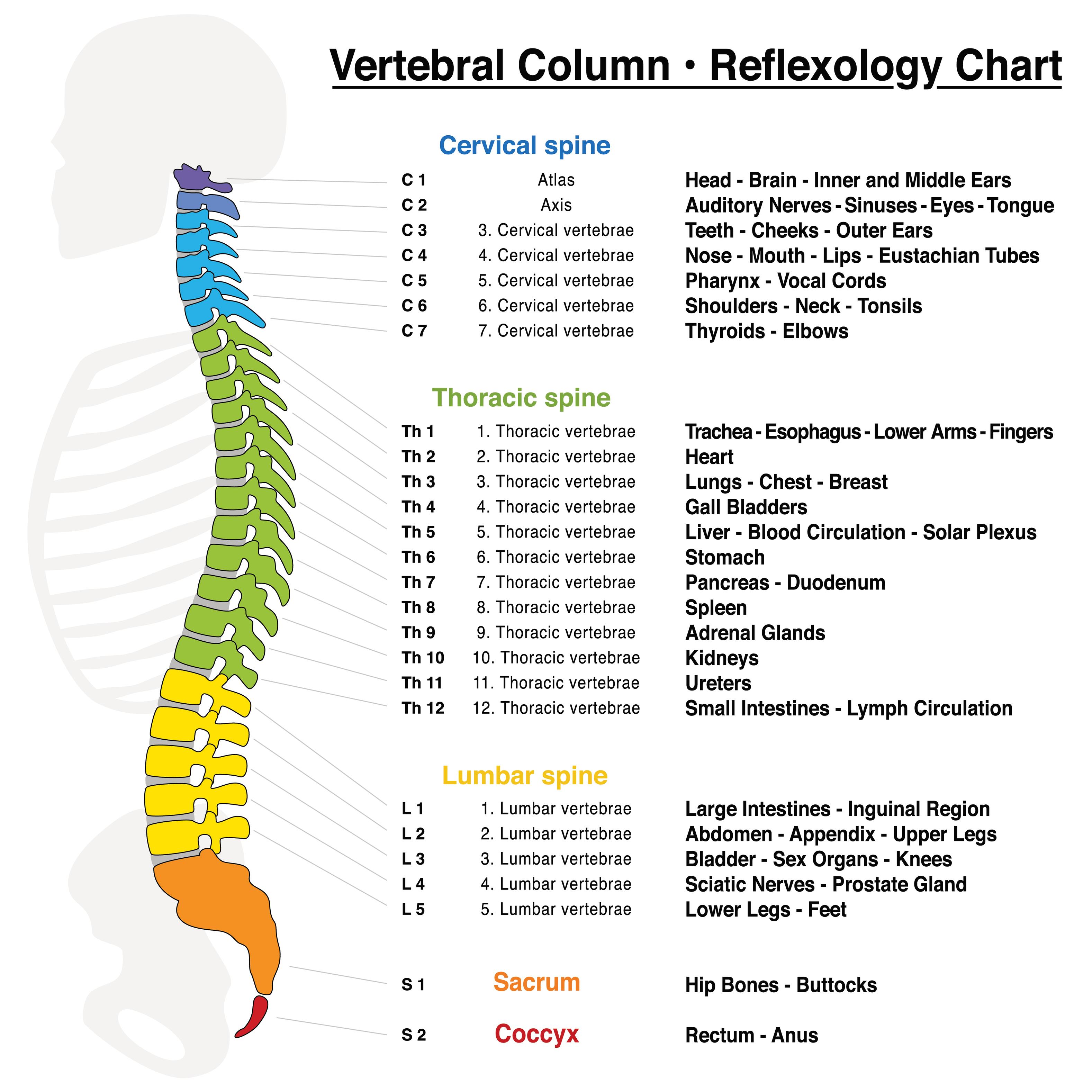 Healing the Spine – A Guide to Spine Injuries | HPFY